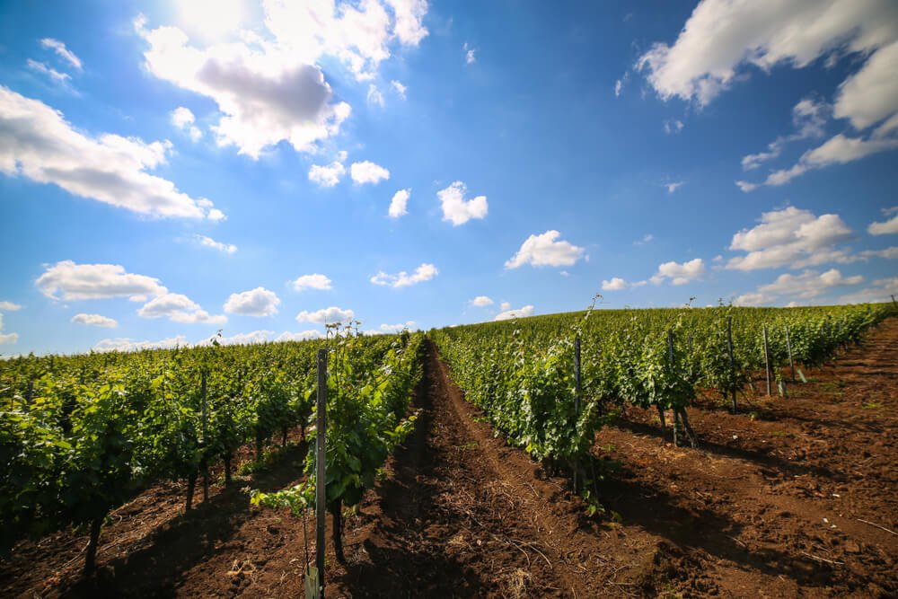 Circuit 3 Zile Timisoara - Cramele Recas - Charlottenburg | Paralela 45